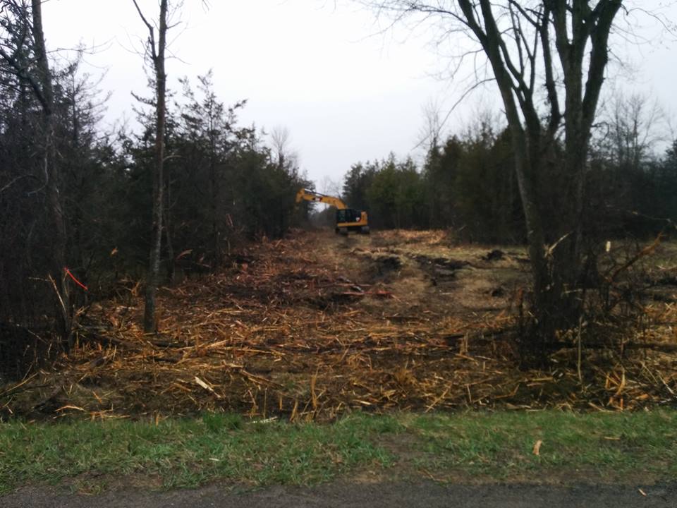 Victory! Turtle Power Rules! | Mothers Against Wind Turbines Inc.