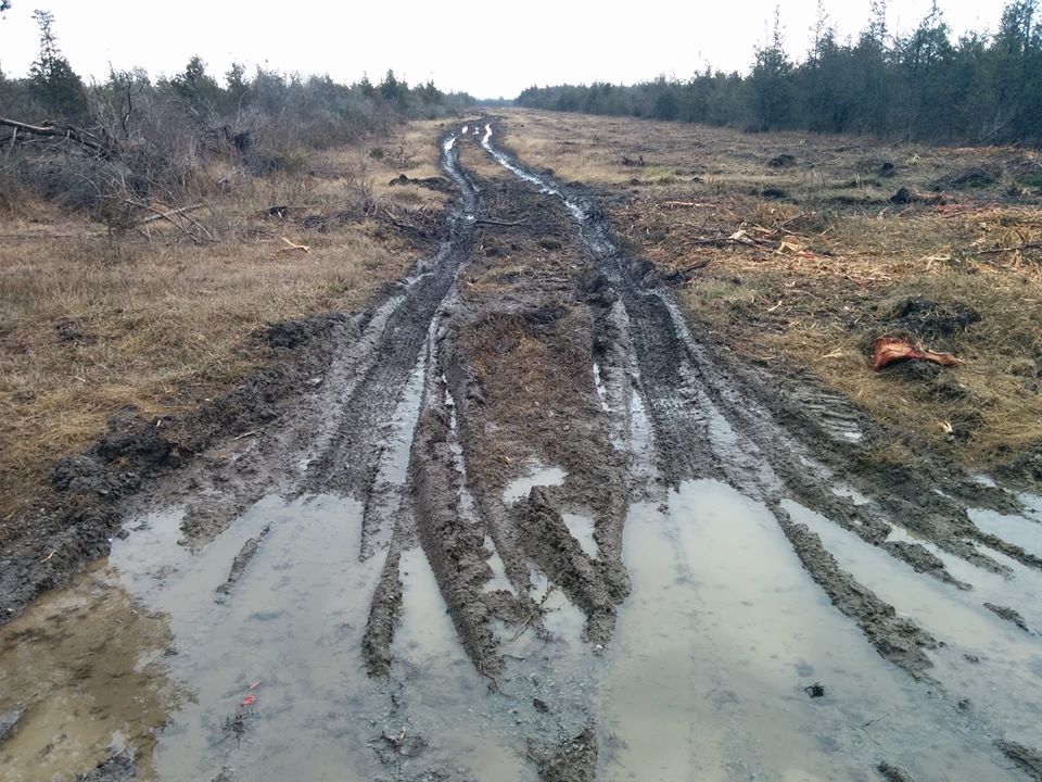 Victory! Turtle Power Rules! | Mothers Against Wind Turbines Inc.