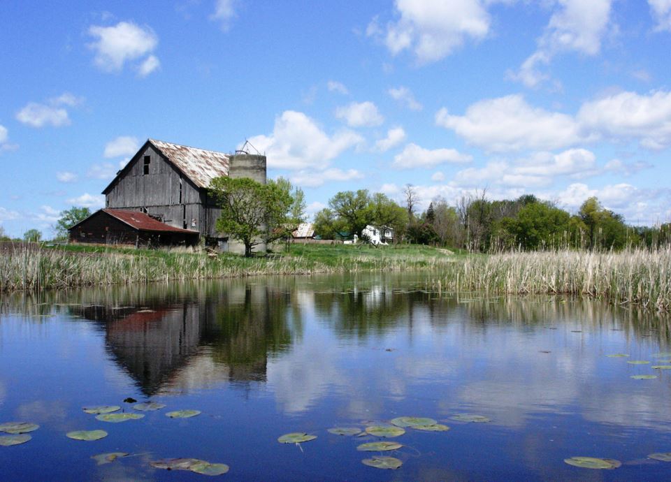 Victory! Turtle Power Rules! | Mothers Against Wind Turbines Inc.